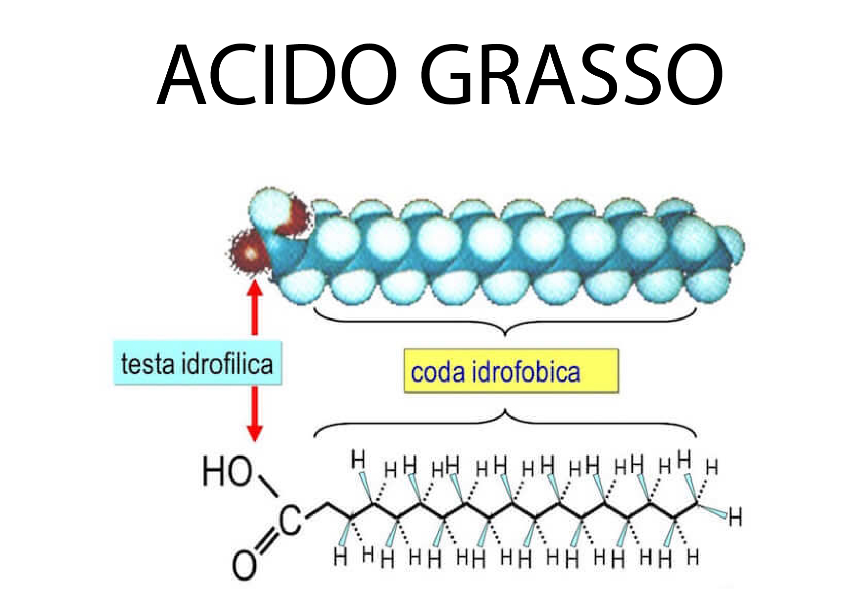 GARE LUNGHE e POTENZA LIPIDICA (Pt. 1) | Daniele Lucchi Coaching ...